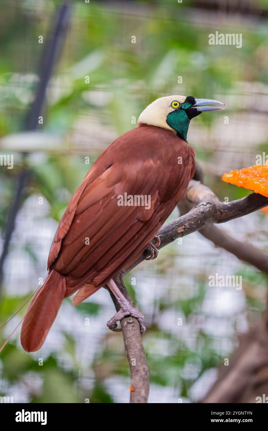 Magnificent bird of paradise hi-res stock photography and images - Alamy