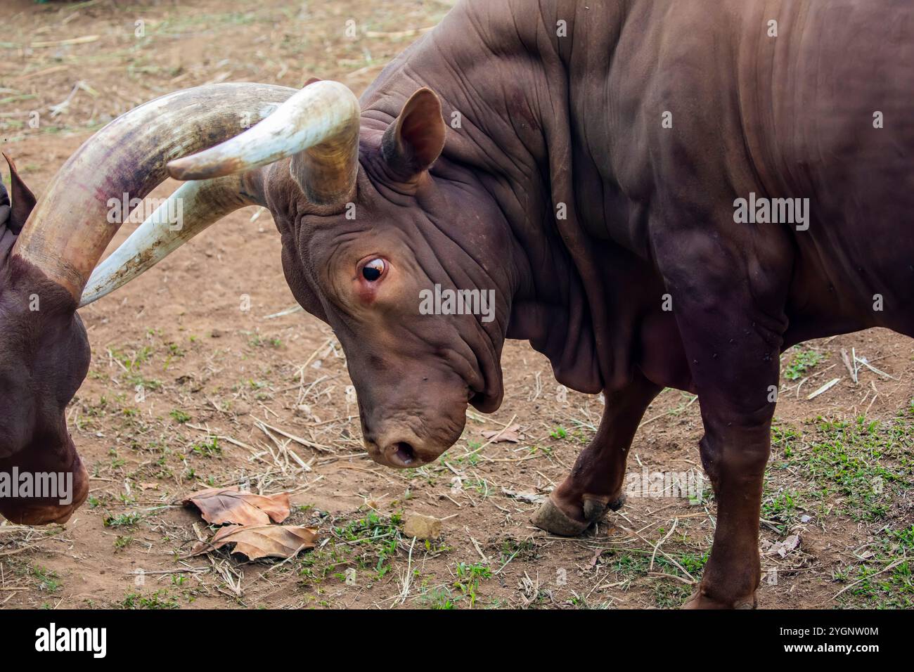 The Ankole-Watusi is a modern American breed of domestic cattle. It ...