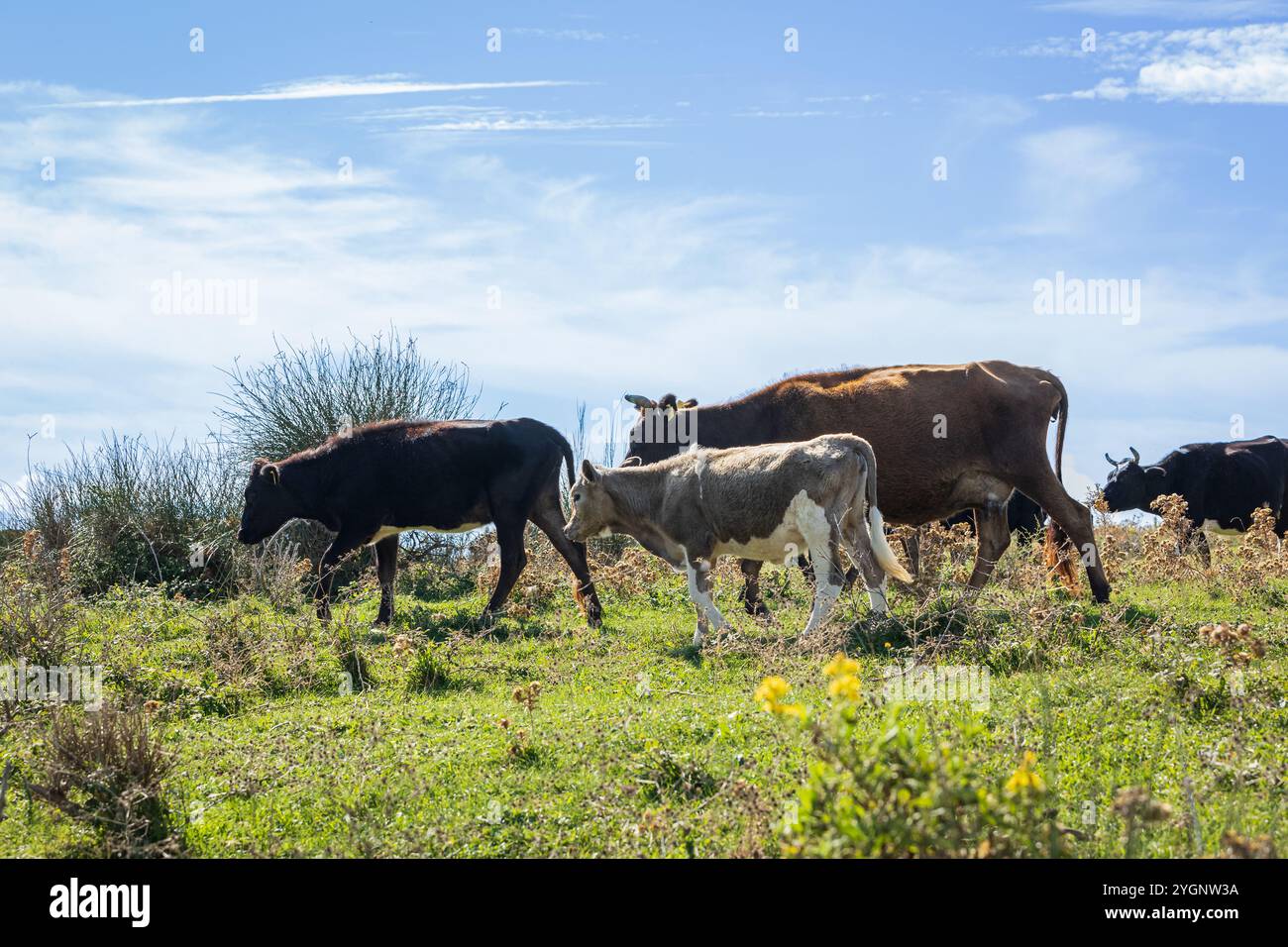 Cows grazing on the pasturage hill. Natural grass fed cattle ...