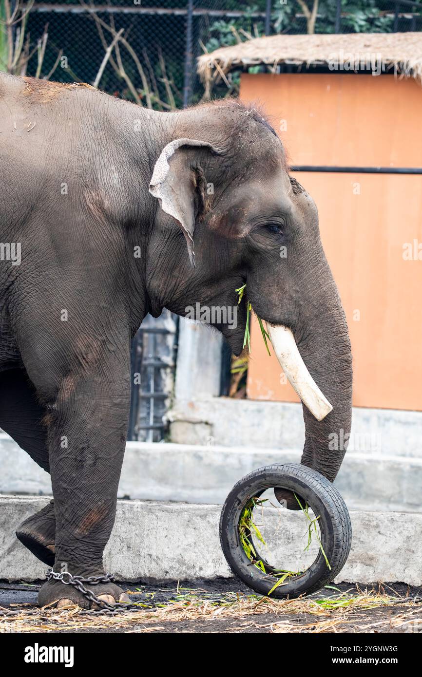 The Sumatran elephant (Elephas maximus sumatranus) in lembang zoo ...