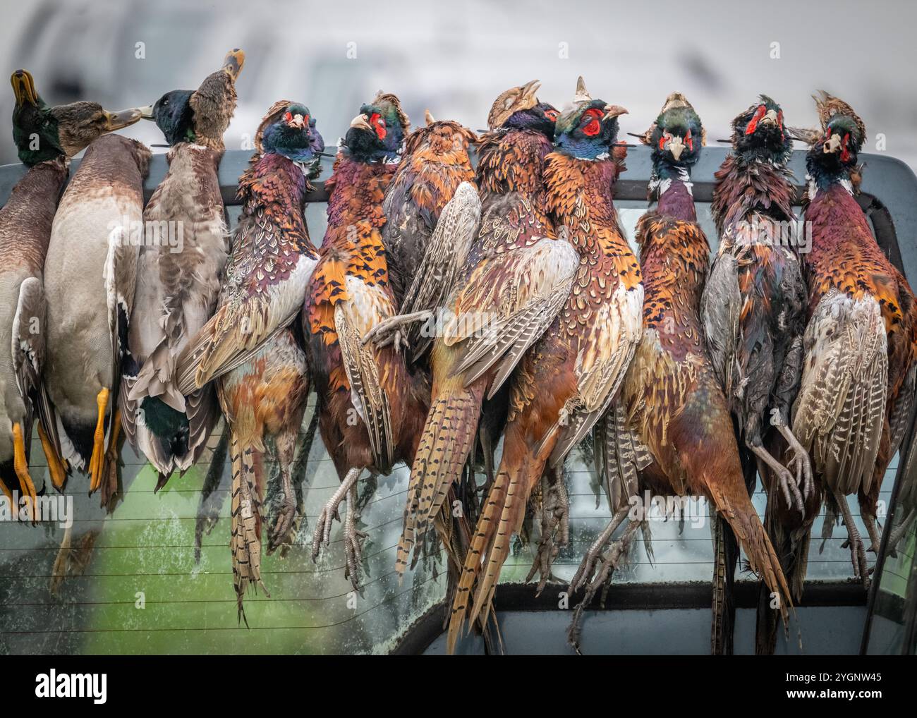 Pheasants after a shoot day Stock Photo - Alamy