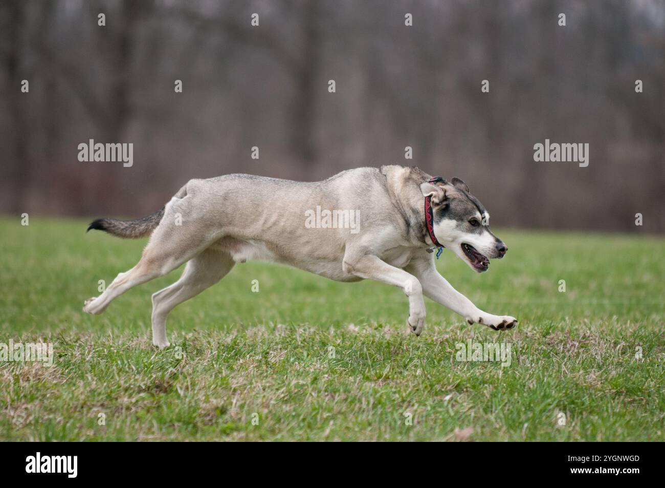 Lure coursing hi-res stock photography and images - Alamy