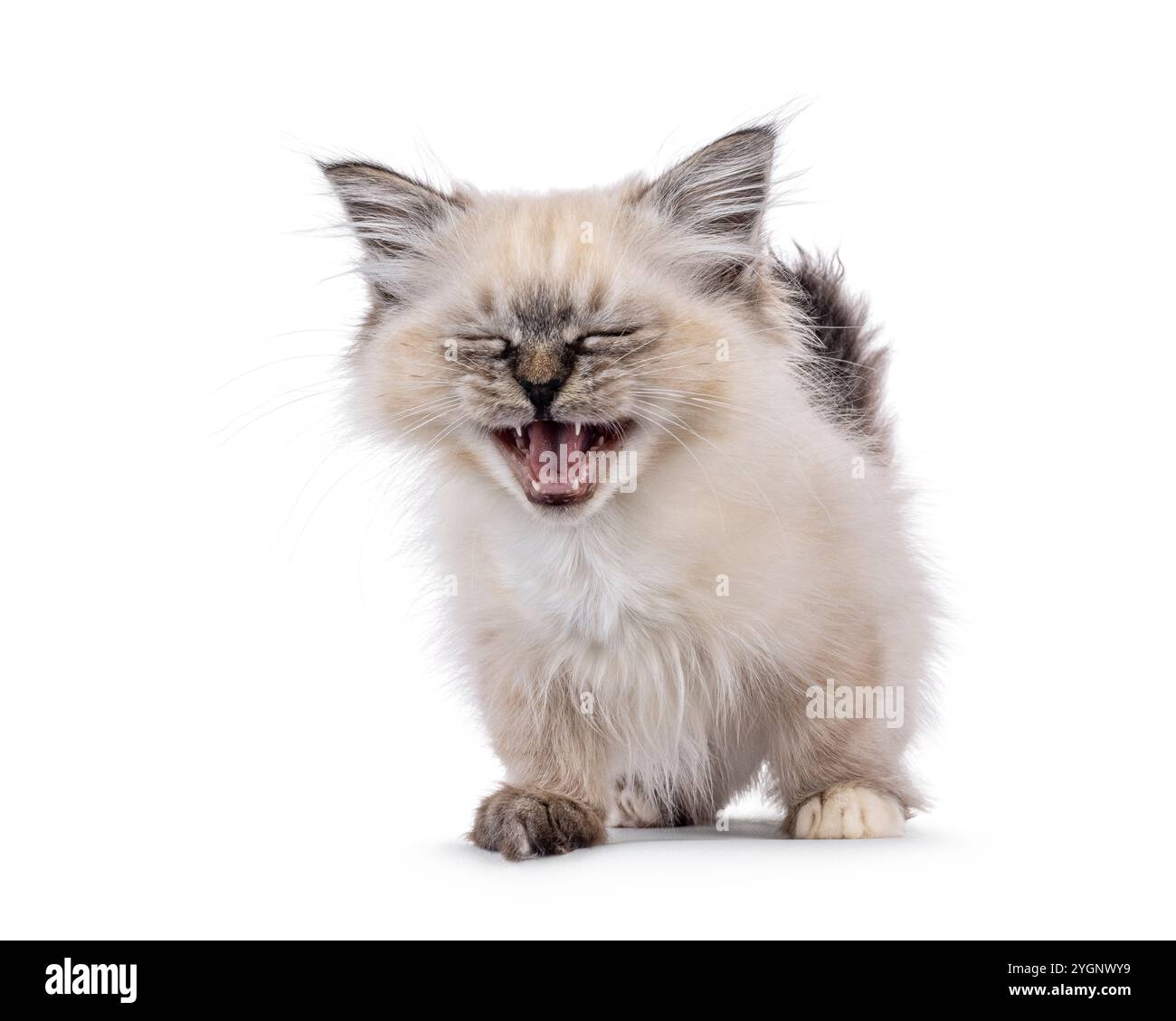 Adorable cute tabby Sacred Birman cat kitten, standing facing front. Meowing or laughing with ...