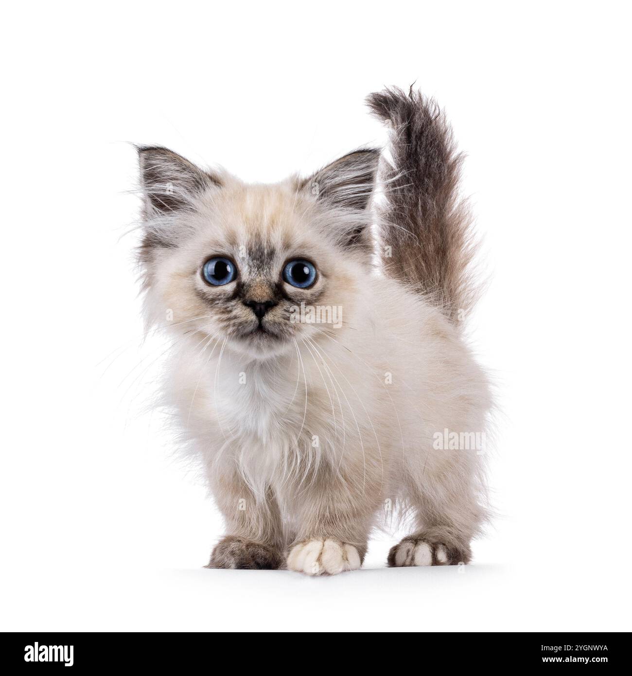Adorable cute tabby Sacred Birman cat kitten, standing facing front ...