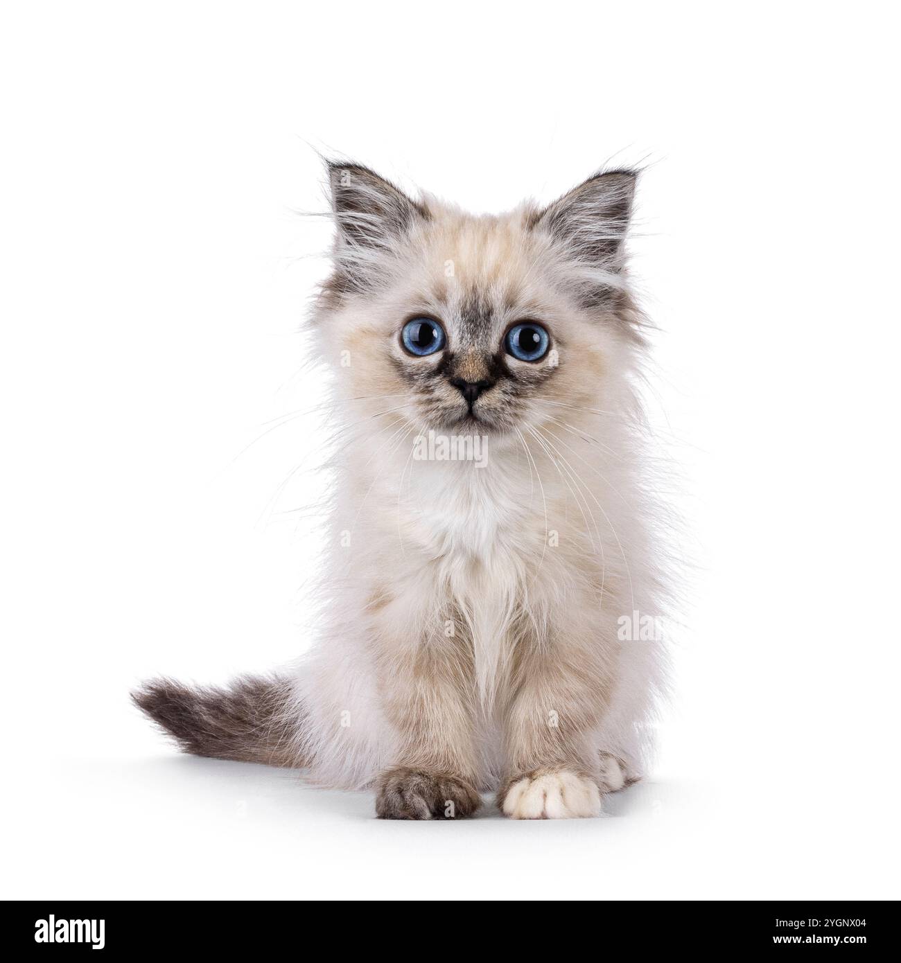 Adorable cute tabby Sacred Birman cat kitten, sitting up facing front ...