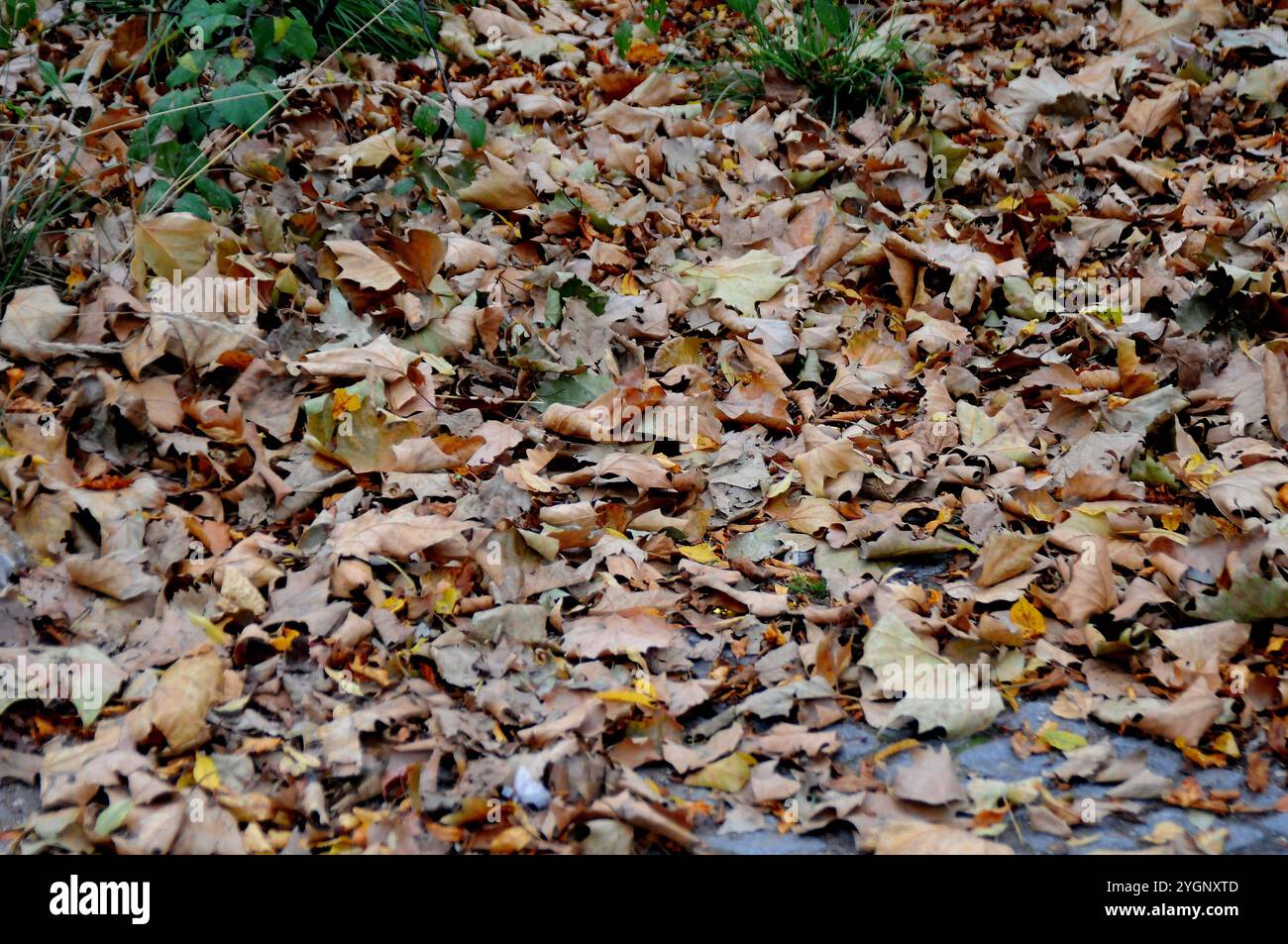 Copenhagen/ DenmarK/08 Nov.2024/ Yellow and brown leaves shows autumn ...