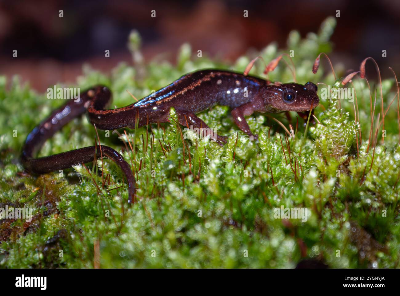 The Lusitanian salamander or Saramantiga (Chioglossa lusitanica) is an ...
