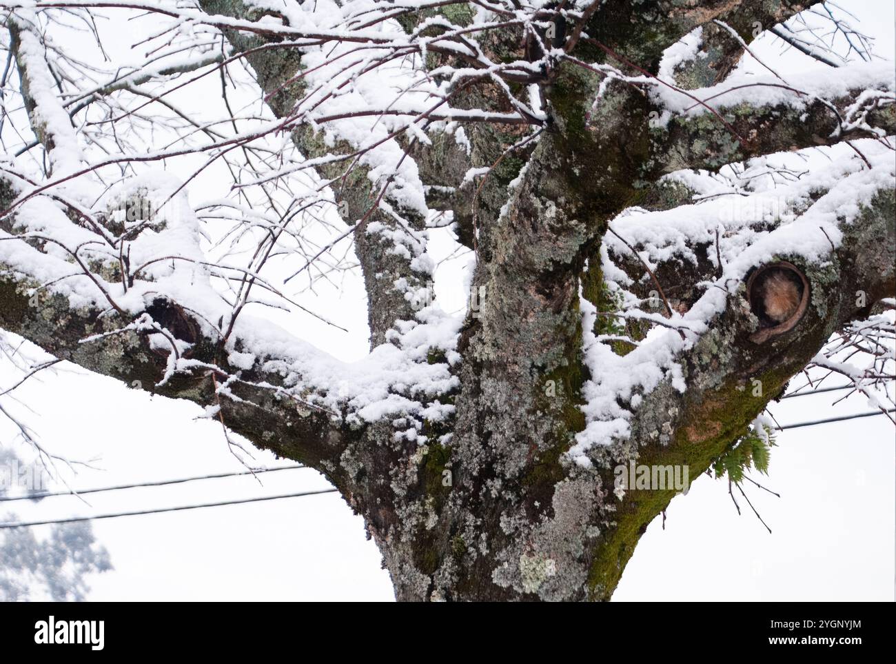 Tree wood trunk alps hi-res stock photography and images - Alamy