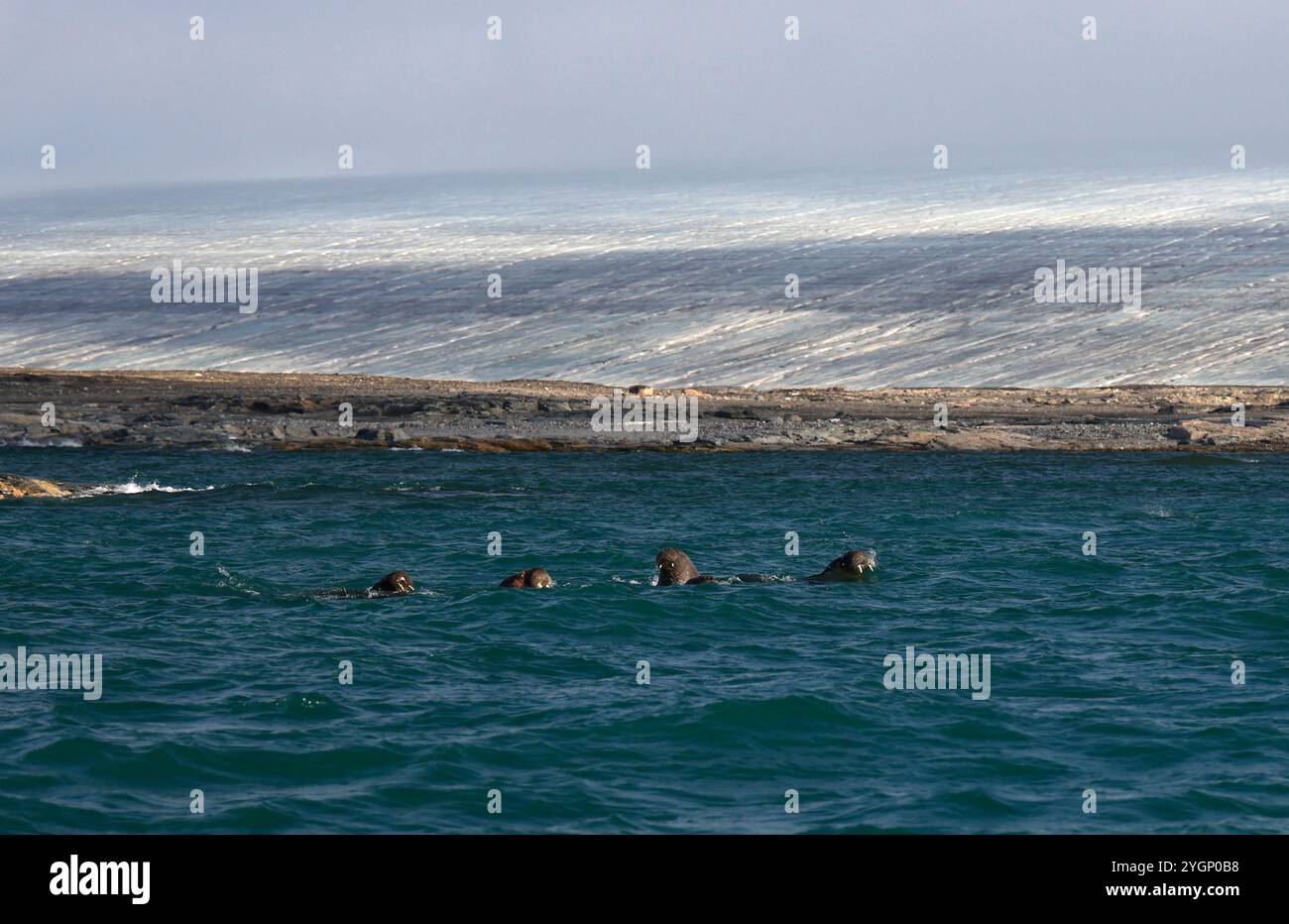 Walruses in front of Kvitoya Island, Svalbard Stock Photo - Alamy