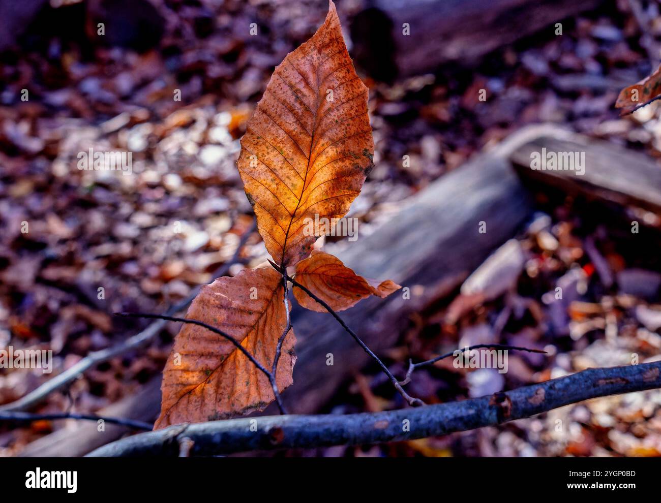 Woodlands in the Autumn Light Stock Photo - Alamy