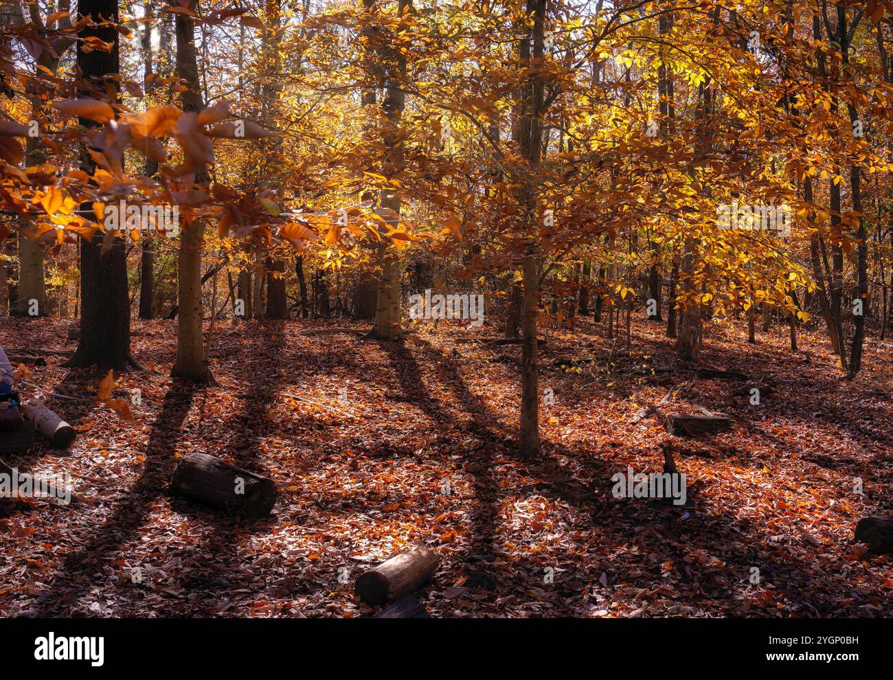 Woodlands in the Autumn Light Stock Photo - Alamy