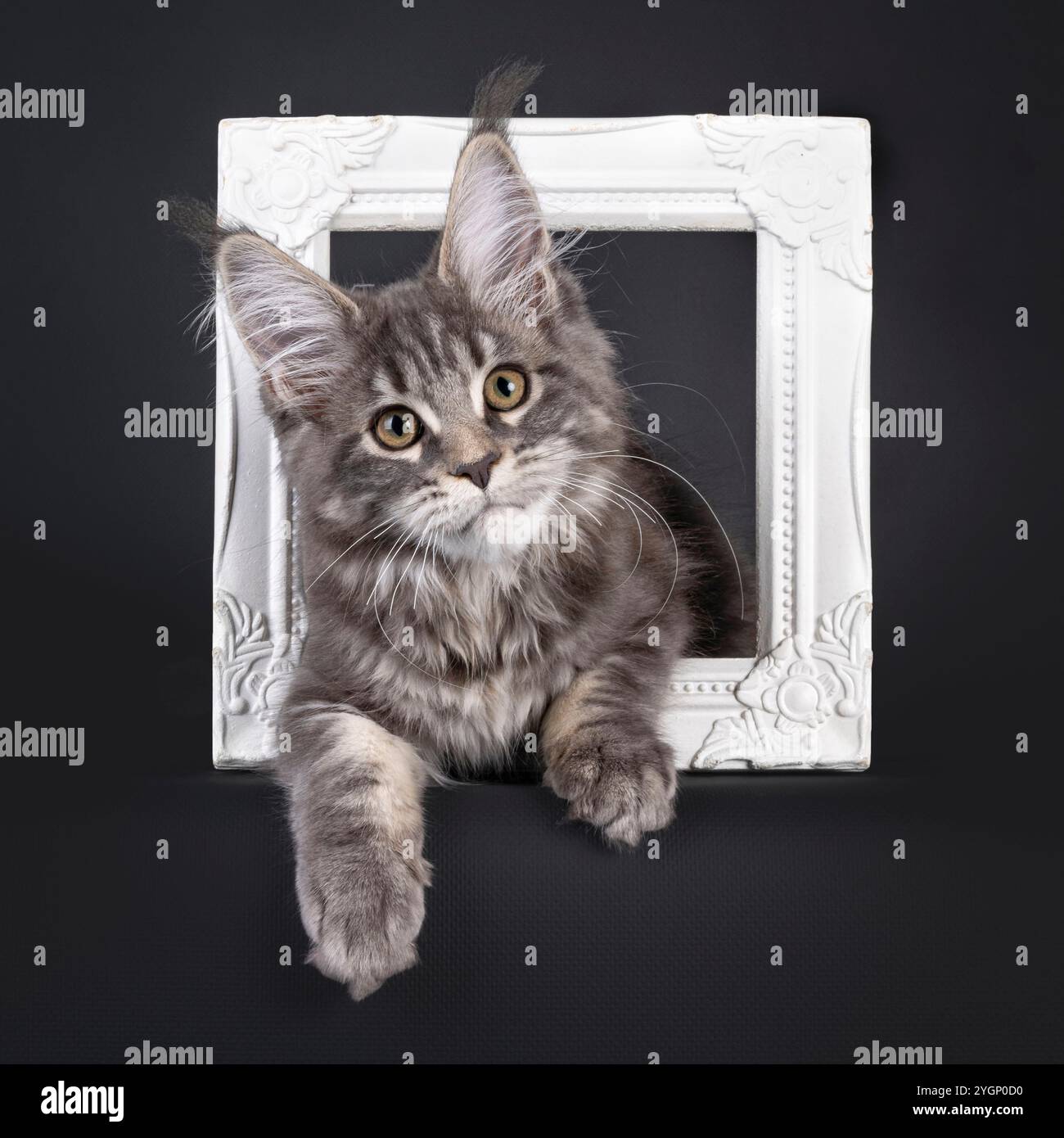 Sweet smiling Maine Coon cat kitten, Laying facing front through white ...