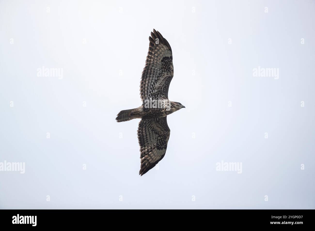 Buzzard in flight Stock Photo - Alamy