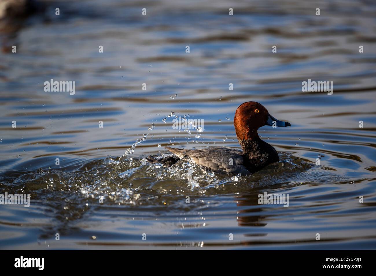 Duck having a bath hi-res stock photography and images - Alamy