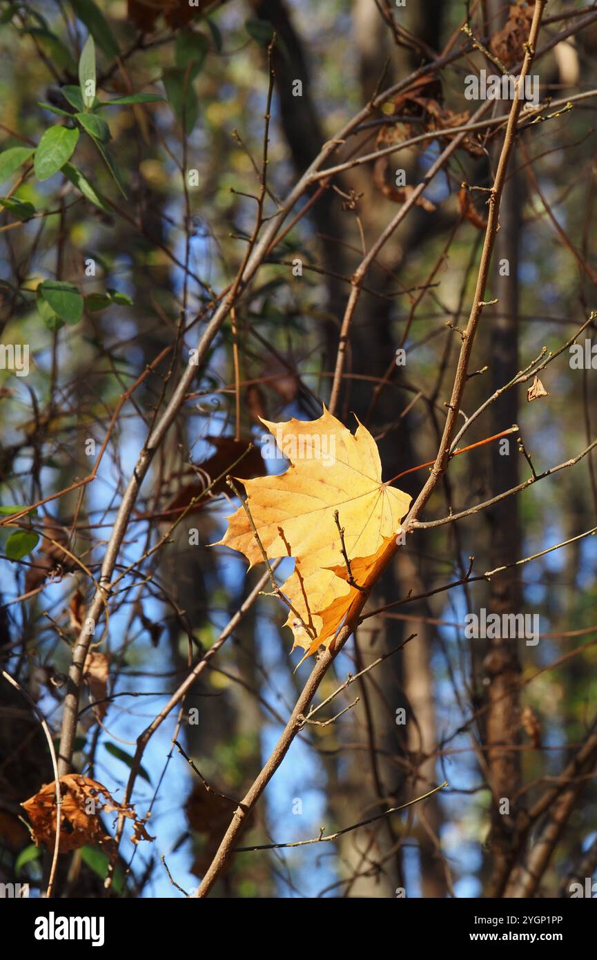 Close up leaf foliage leaf color hi-res stock photography and images ...