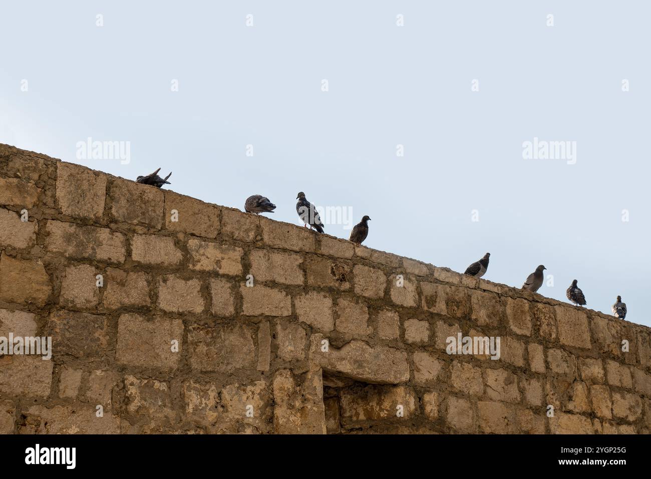 Pigeons are problem in medieval old towns. Defecating and nesting in ...