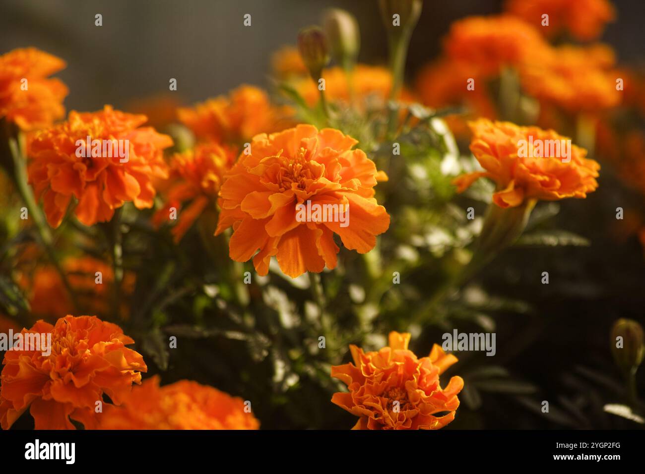 Field of marigold hi-res stock photography and images - Alamy