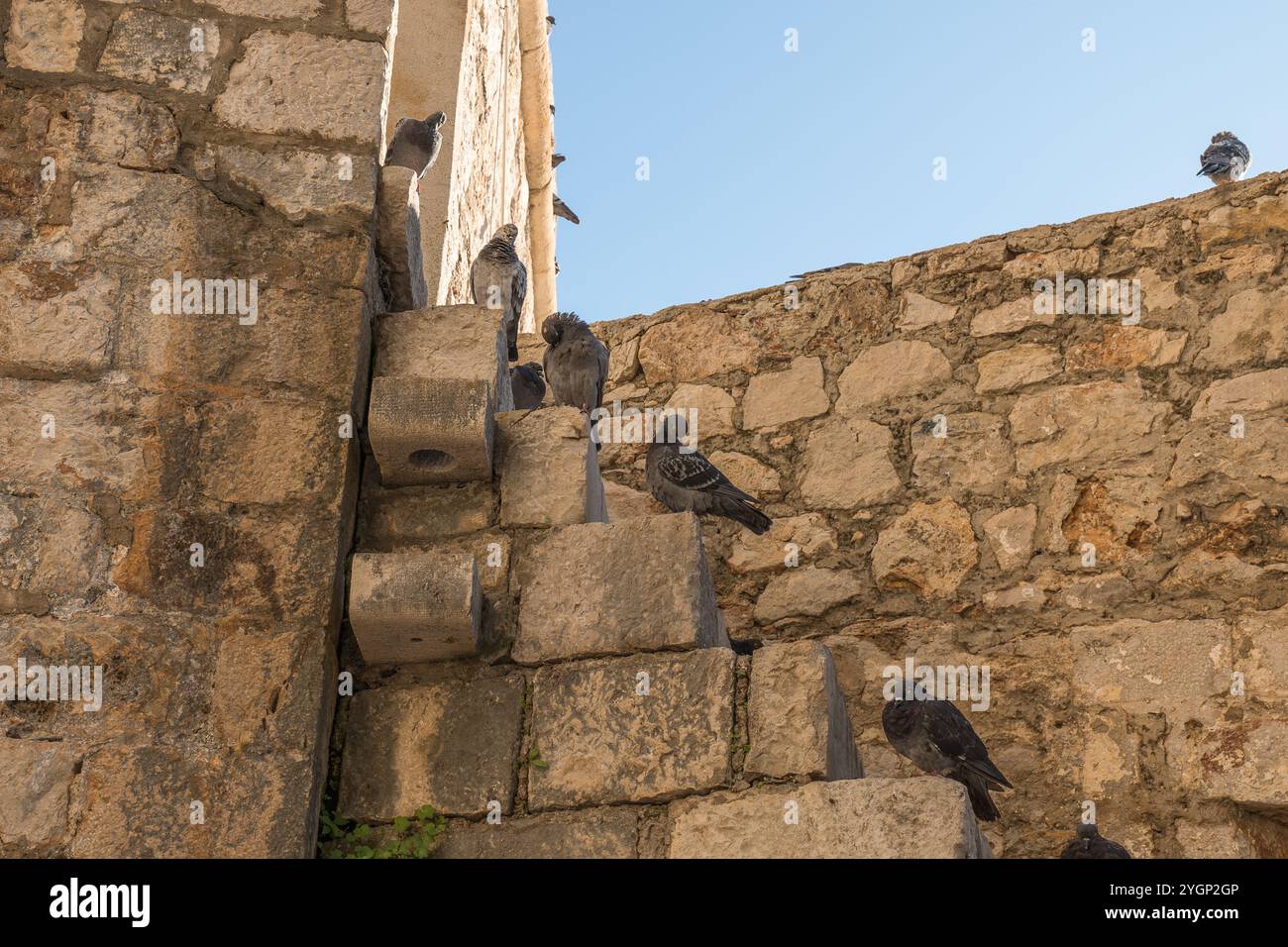 Pigeons are problem in medieval old towns. Defecating and nesting in ...