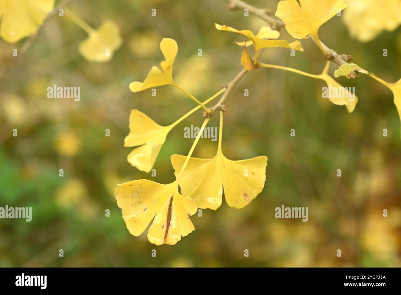 Ornamental ginkgo biloba leaves hi-res stock photography and images - Alamy
