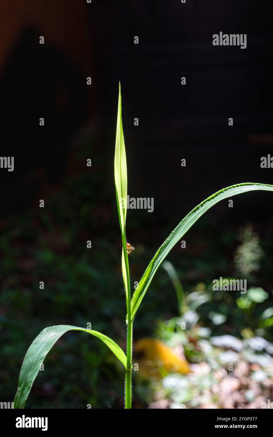 Tropical dropseed ( Sporobolus tenuissimus ) - Kampala Uganda Stock ...
