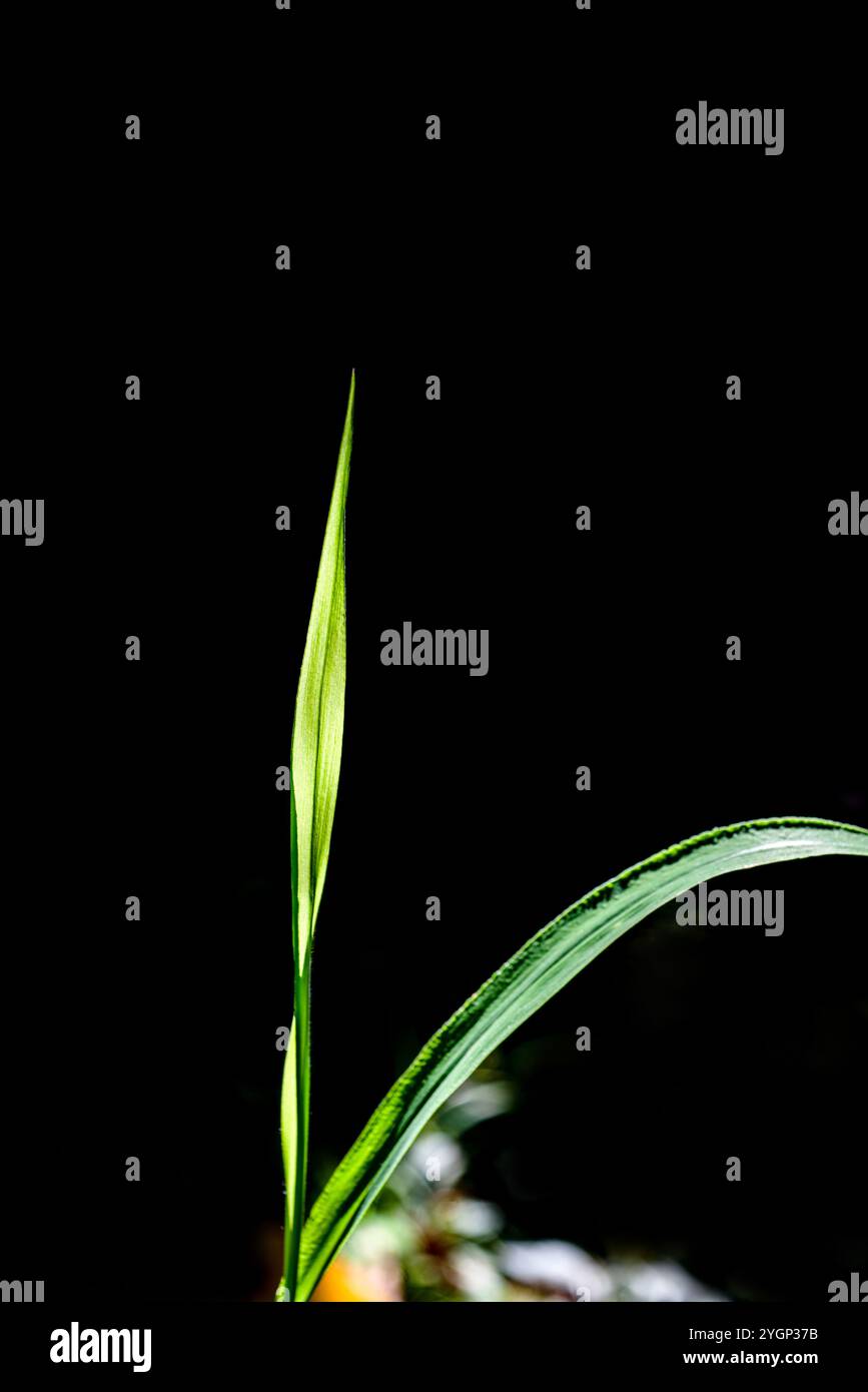 Tropical dropseed ( Sporobolus tenuissimus ) - Kampala Uganda Stock ...