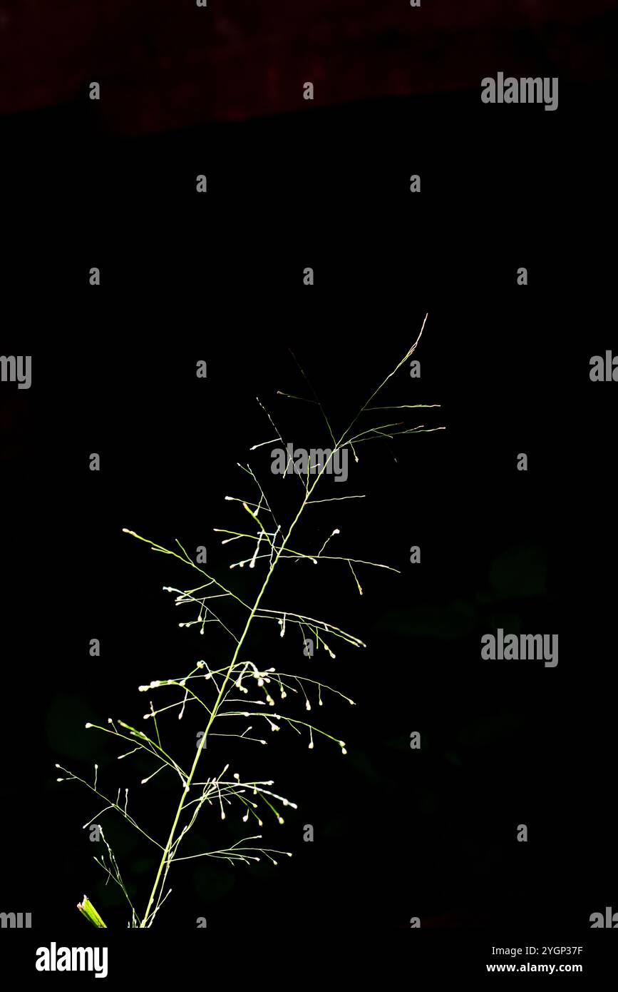 Tropical dropseed ( Sporobolus tenuissimus ) - Kampala Uganda Stock ...