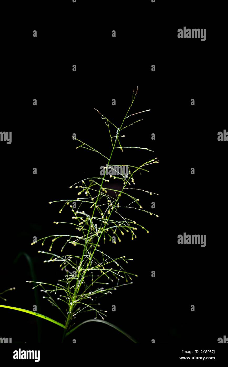 Tropical dropseed ( Sporobolus tenuissimus ) - Kampala Uganda Stock ...