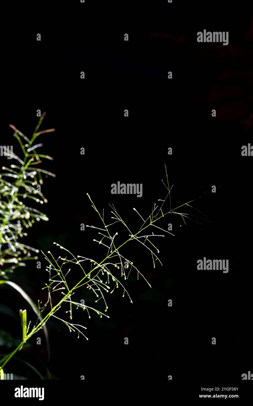 Tropical dropseed ( Sporobolus tenuissimus ) - Kampala Uganda Stock ...