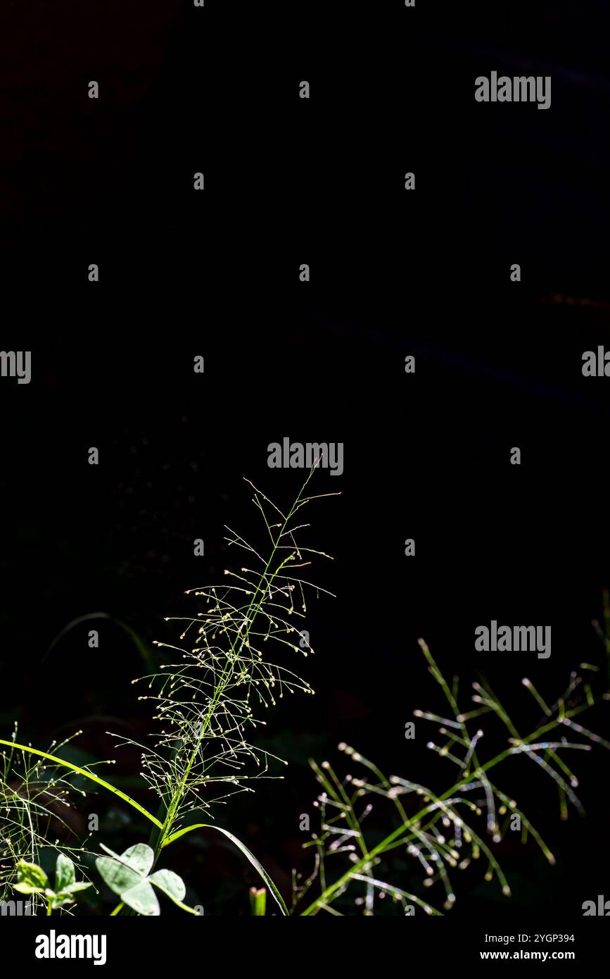 Sporobolus tenuissimus hi-res stock photography and images - Alamy