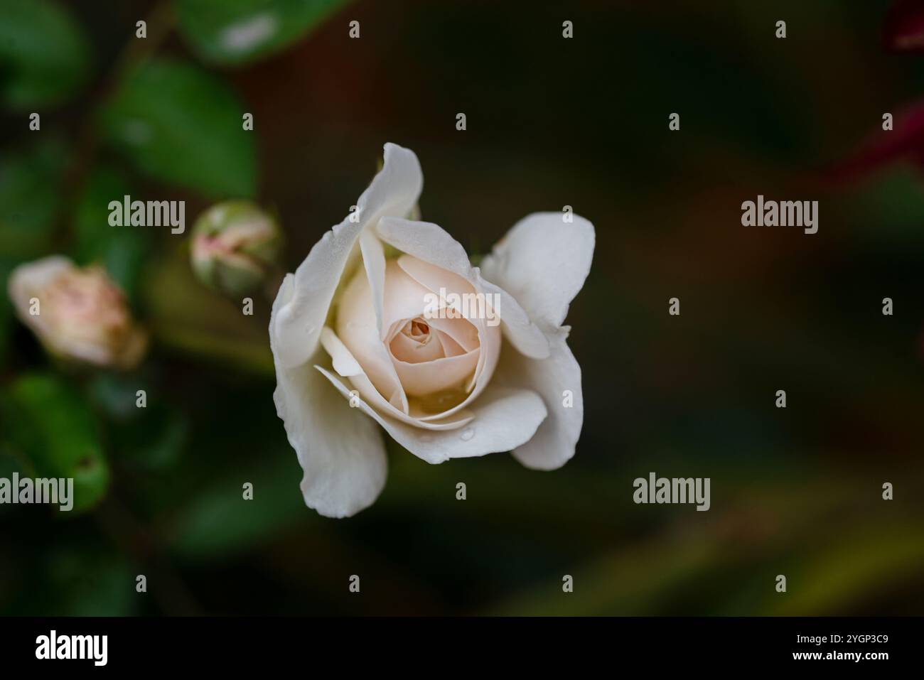 Pine Rose - Rosa abietina - Kampala Uganda Stock Photo - Alamy