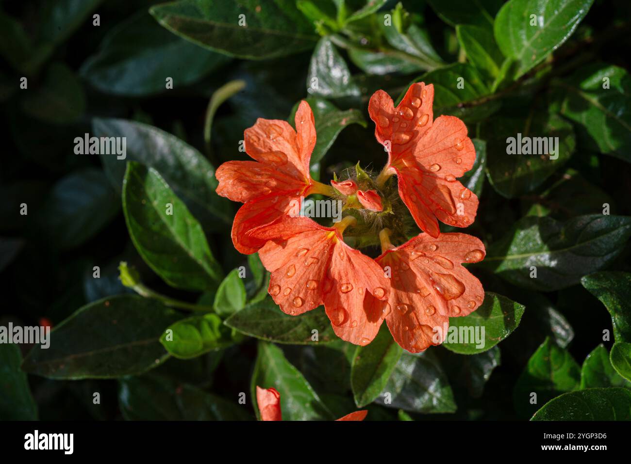 Red firecracker plant ( Crossandra nilotica ) - Kampala Uganda Stock ...