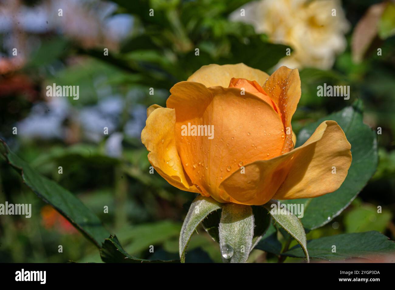 Rosa foetida flower hi-res stock photography and images - Alamy