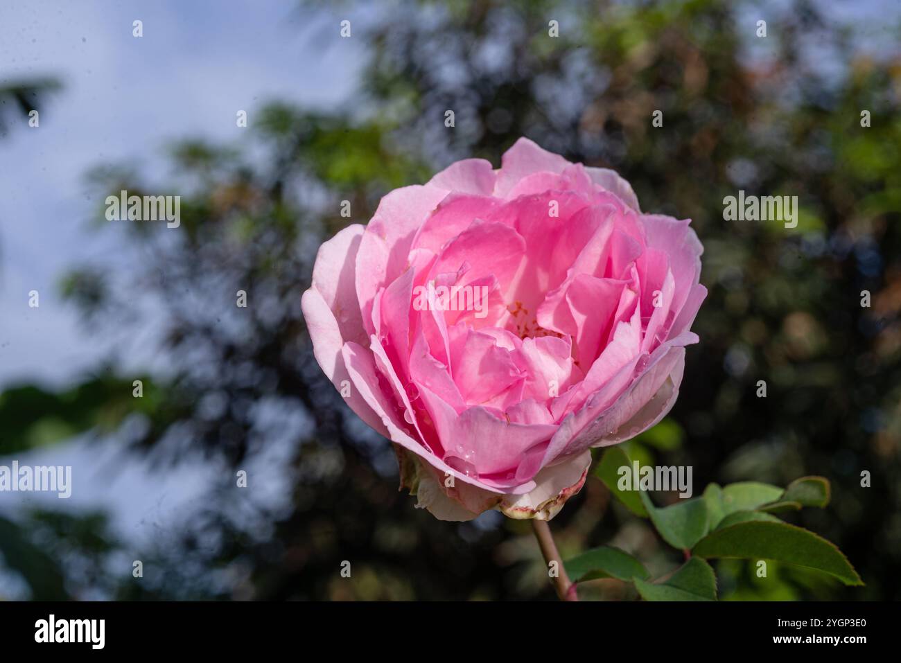 Damask rose ( Rosa × damascena ) Kampala Uganda Stock Photo - Alamy
