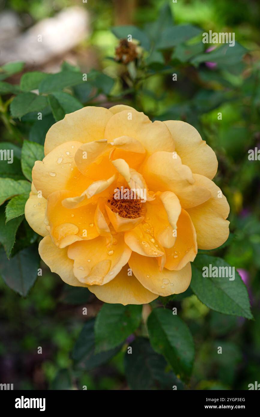 Austrian copper rose ( Rosa foetida ) - Kampala Uganda Stock Photo - Alamy