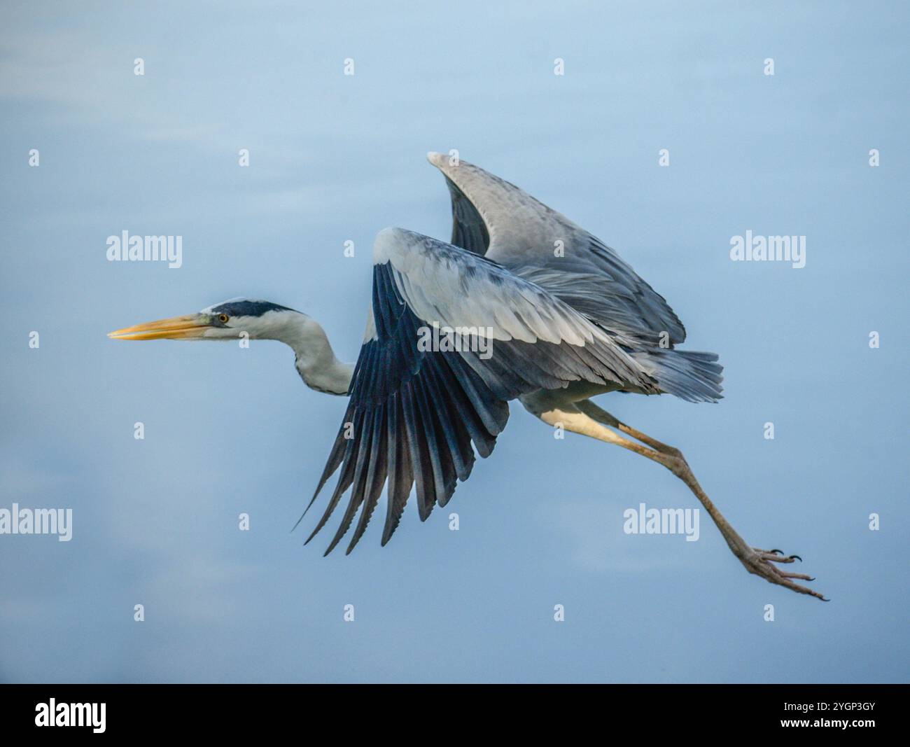 A grey heron flying over Jurong Lake in the western of Singapore Stock ...