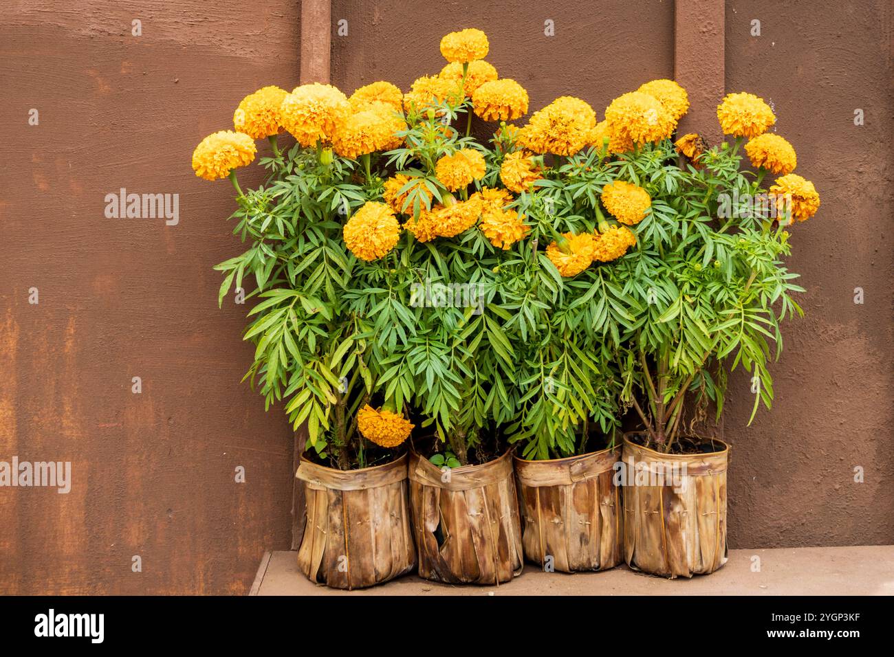 Balinese marigold hi-res stock photography and images - Alamy
