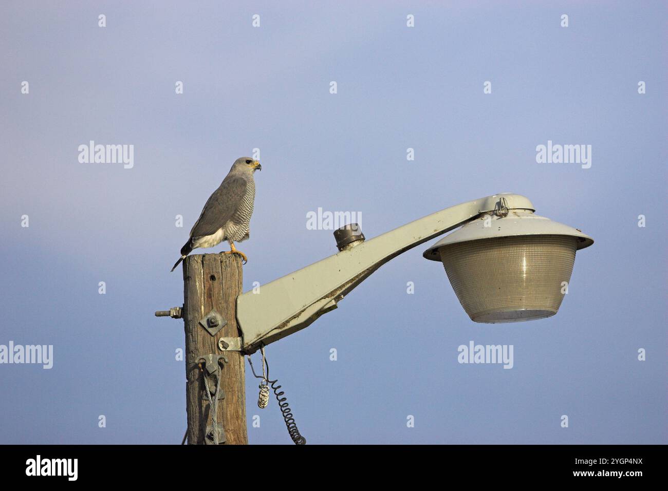 Gray hawk Asturina nitida on telegraph pole Anzaldulas Country Park Lower Rio Grande Valley ...