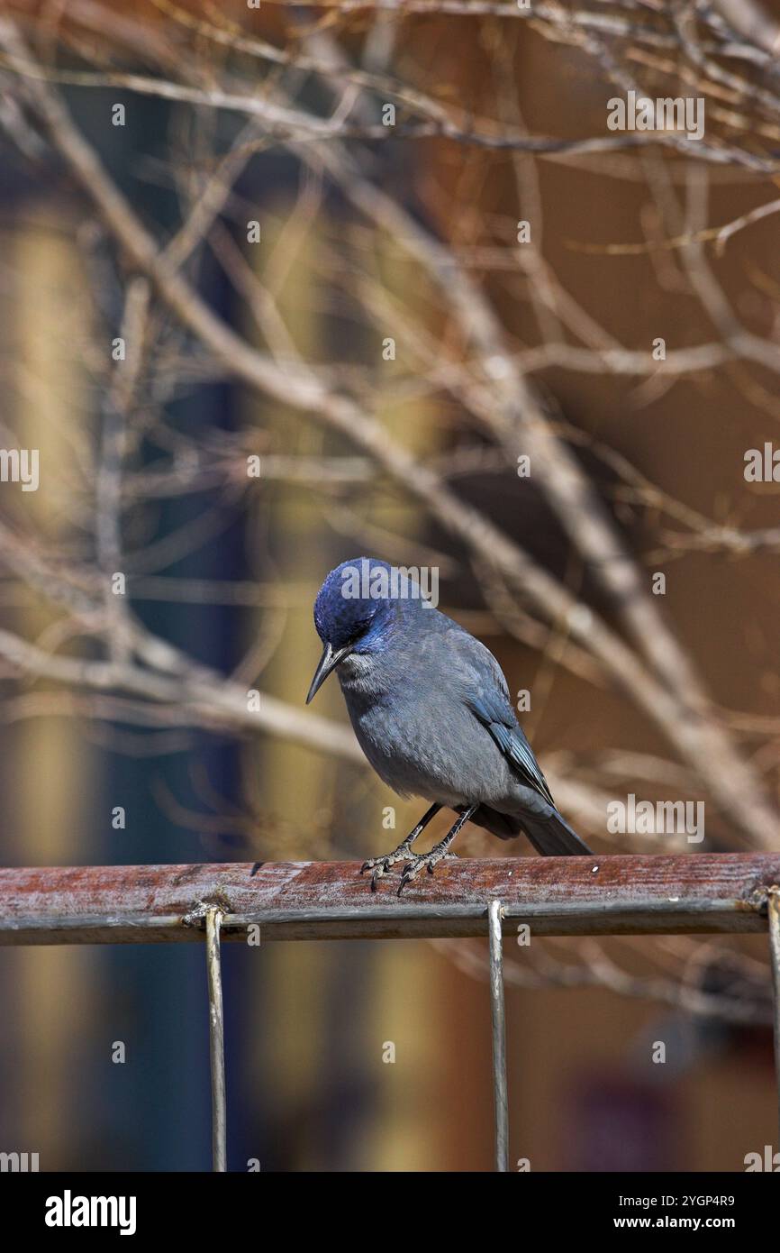 Pinyon jay Gymnorhinus cyanocephalus visiting garden feeders New Mexico ...