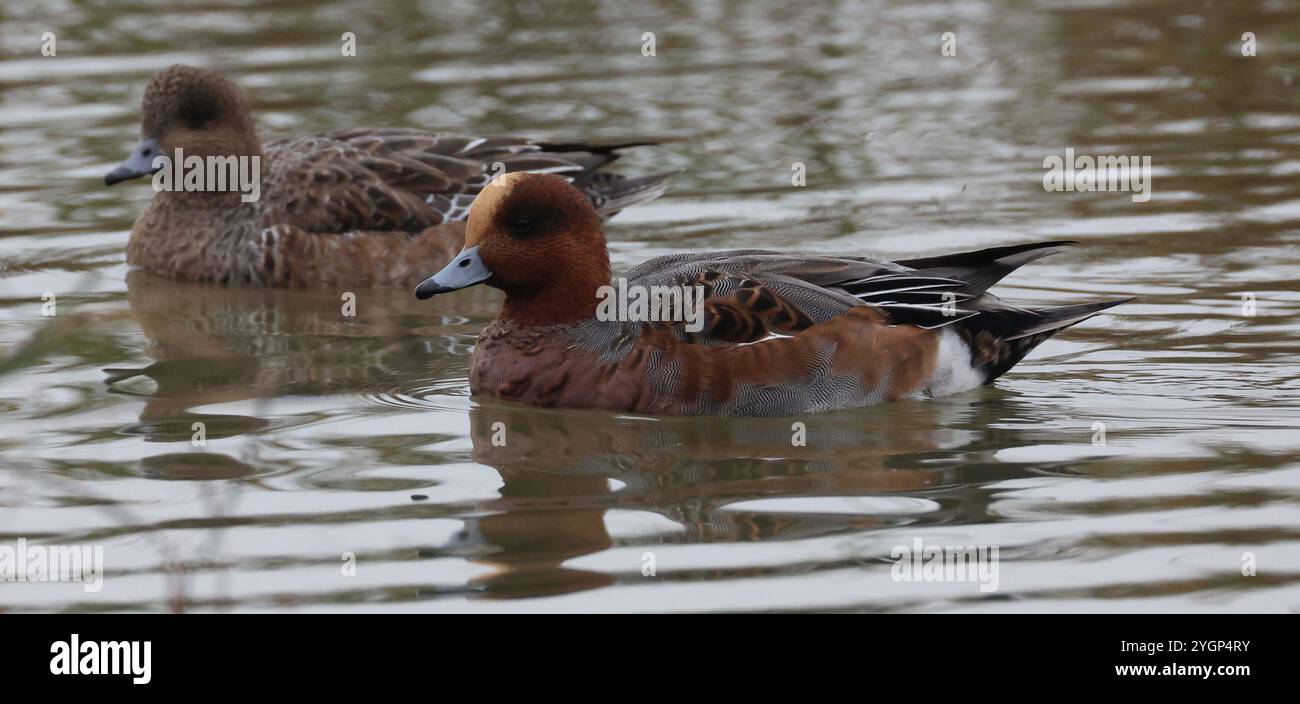 Purfleet Essex, UK. 08th Nov, 2024. PURFLEET, United Kingdom, L-R ...