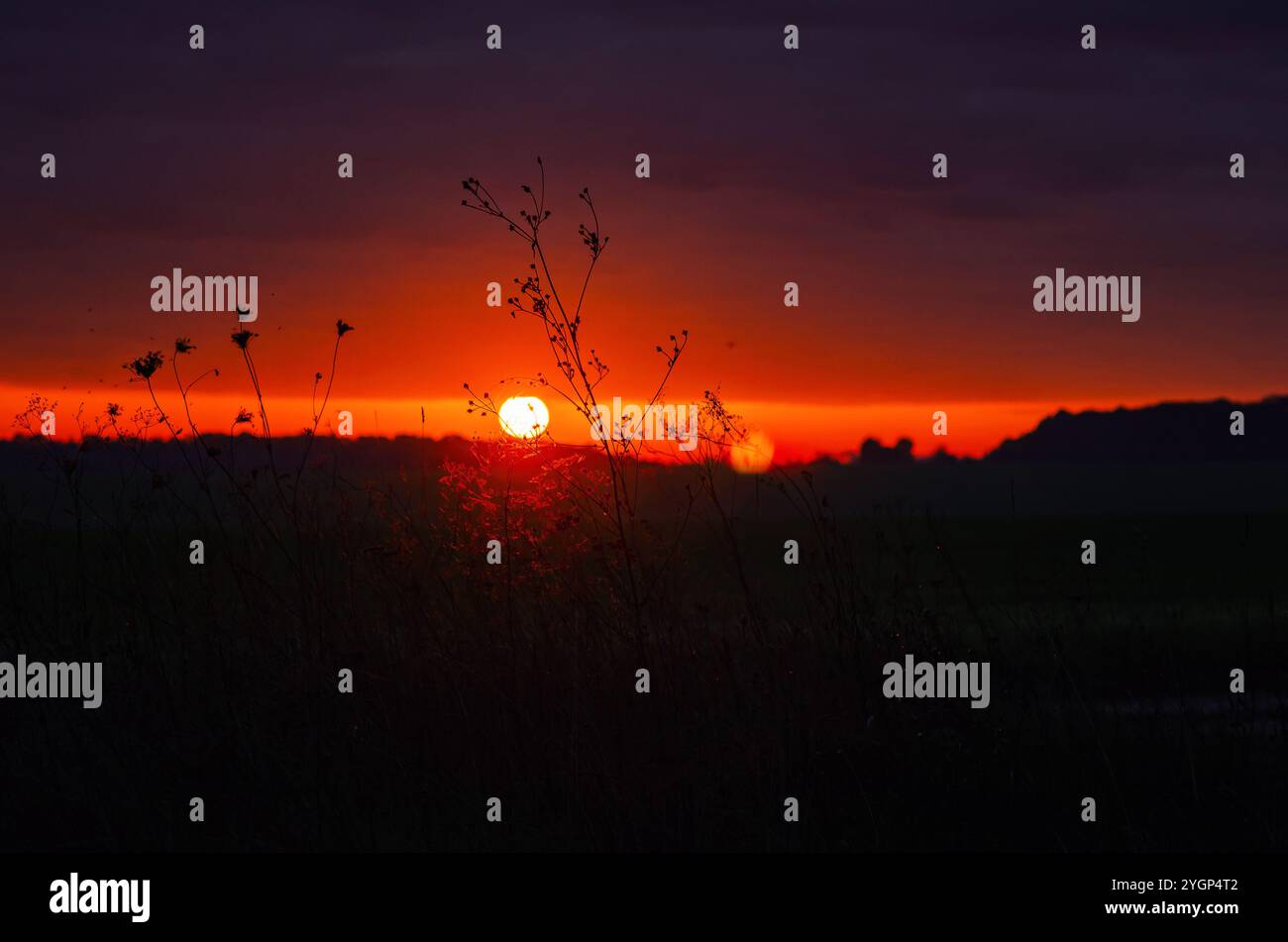 Dusk view of orange purple sunset. Silhouettes of trees. Low angle view ...