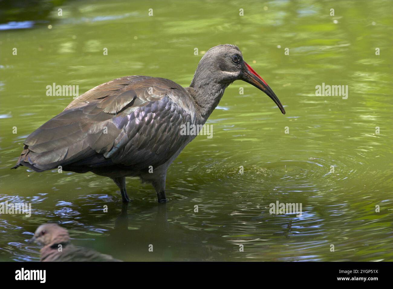 Hadeda ibis Bostrychia hagedash Durban Botanical Garden South Africa ...