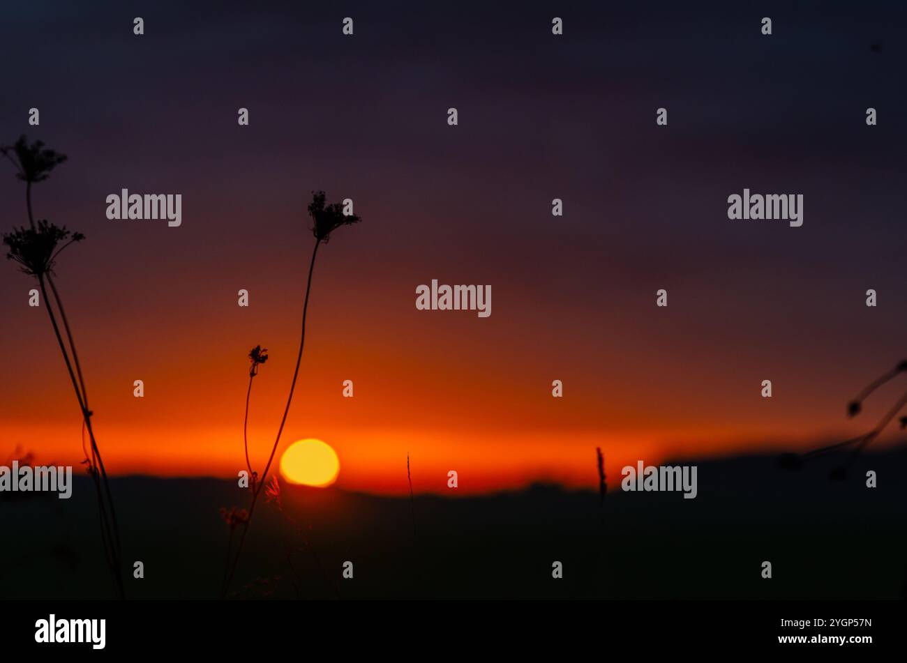 Orange and purple dramatic autumn sunset over field with silhouetted ...
