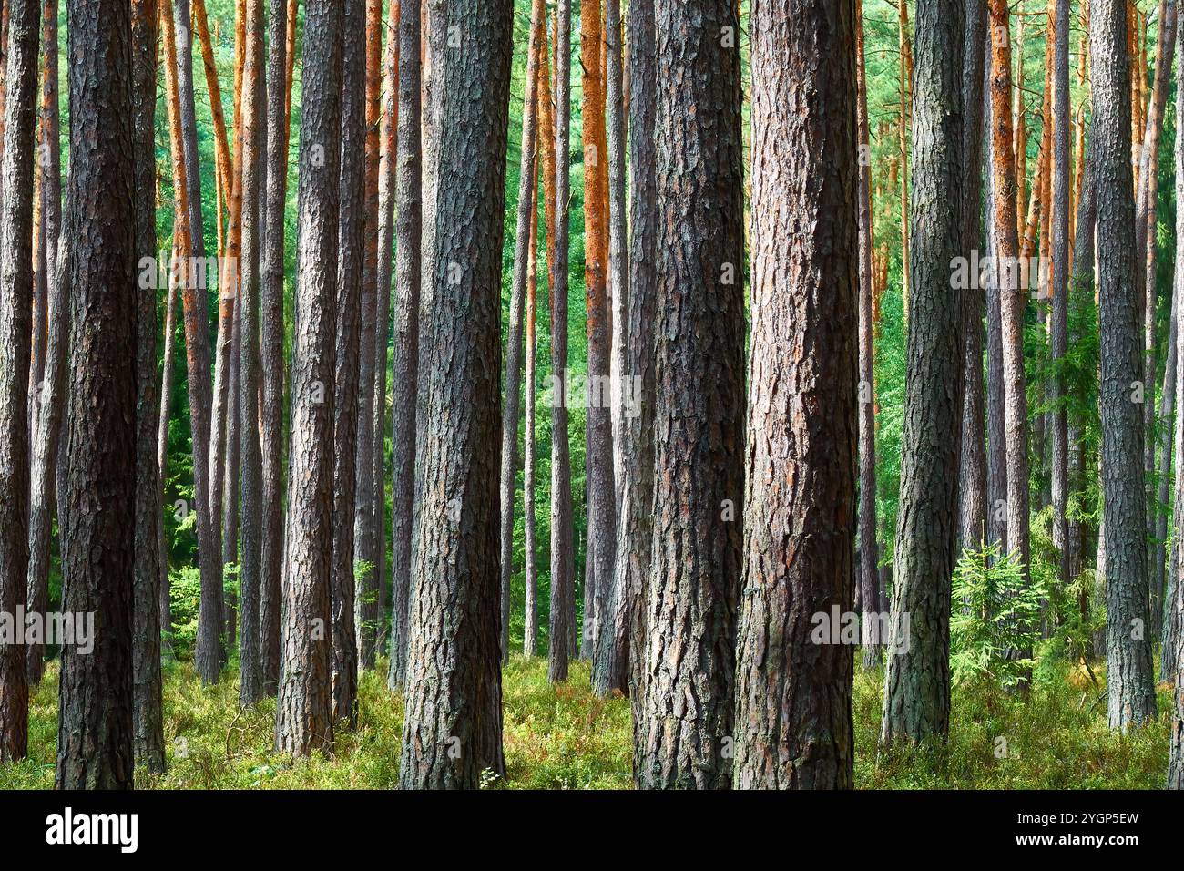 Canopy of pine trees in a pine forest hi-res stock photography and ...