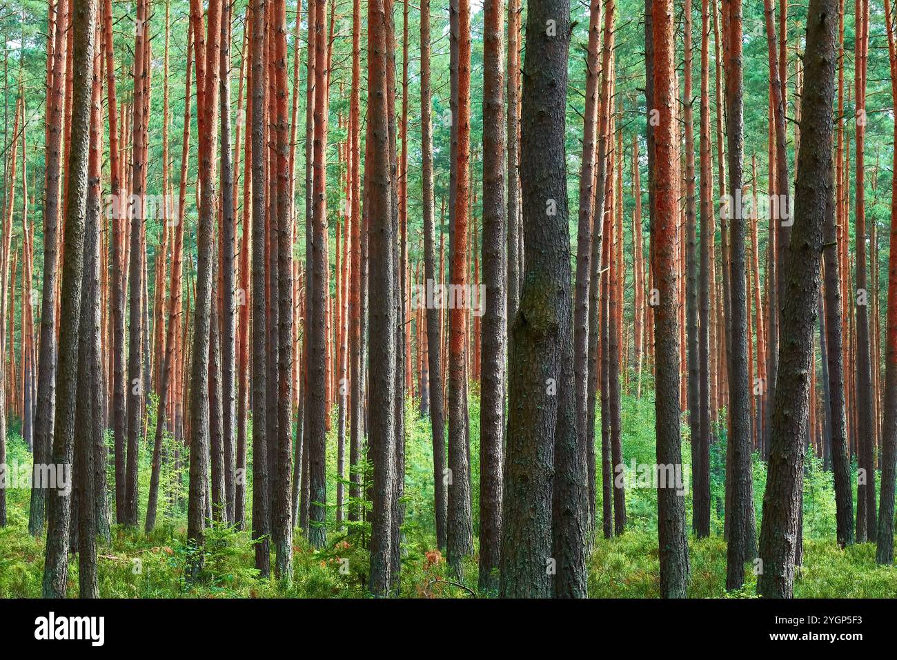 The forests of the czech republic hi-res stock photography and images ...
