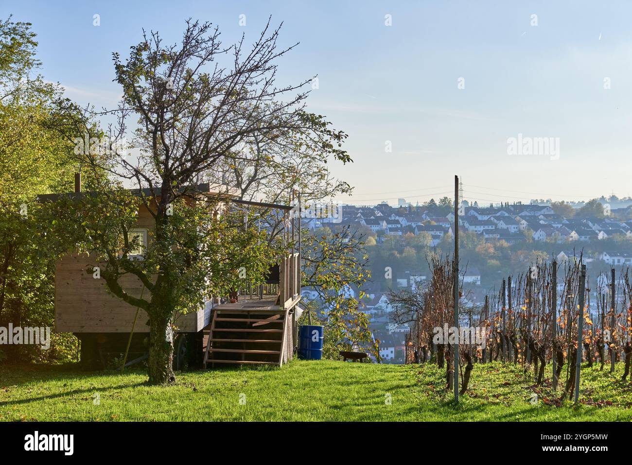 Serene Landscape Featuring a Magnificent Apple Tree: Scenic View with ...