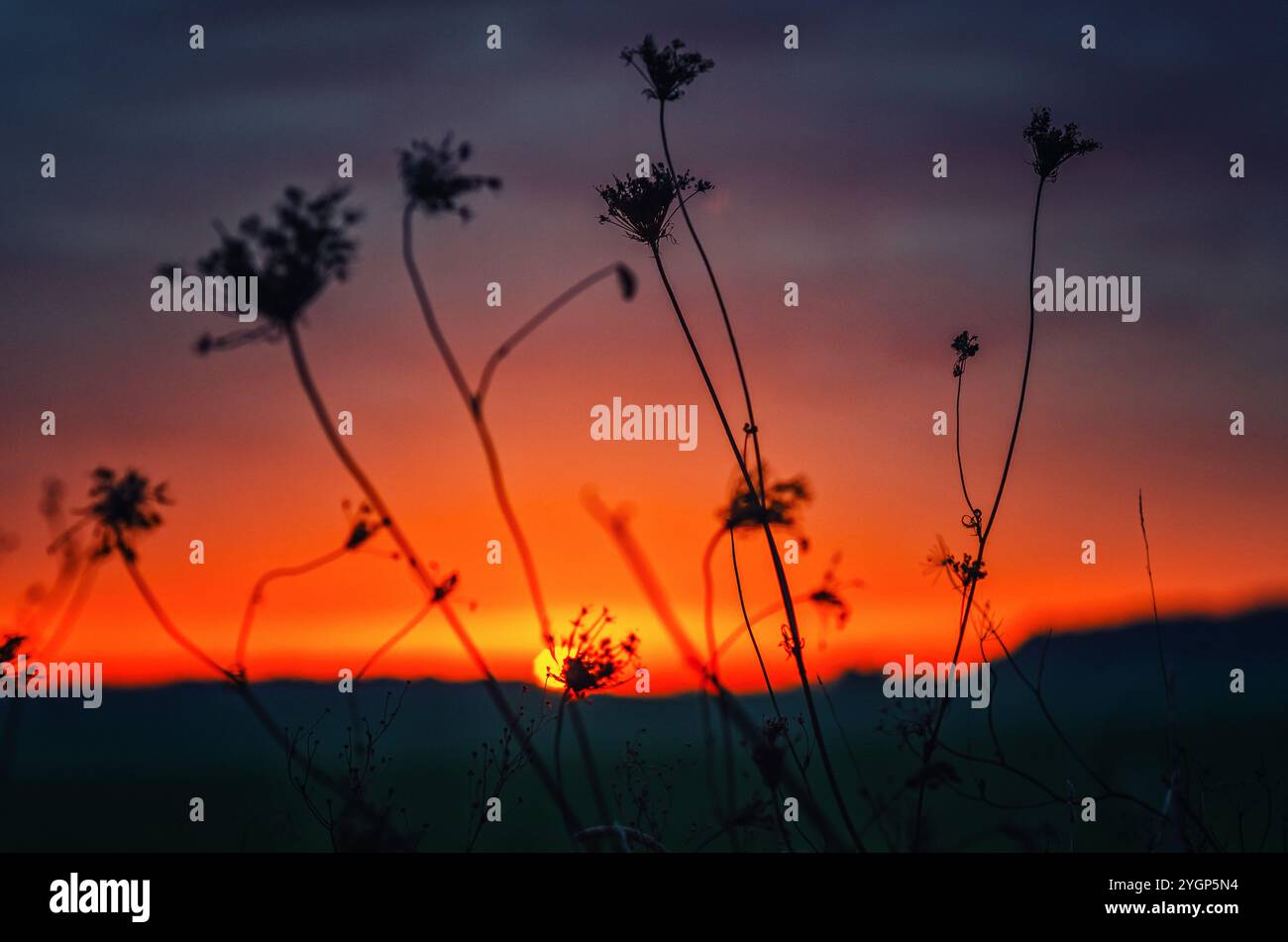 Dusk view of orange purple sunset over field. Silhouettes of trees. Low ...
