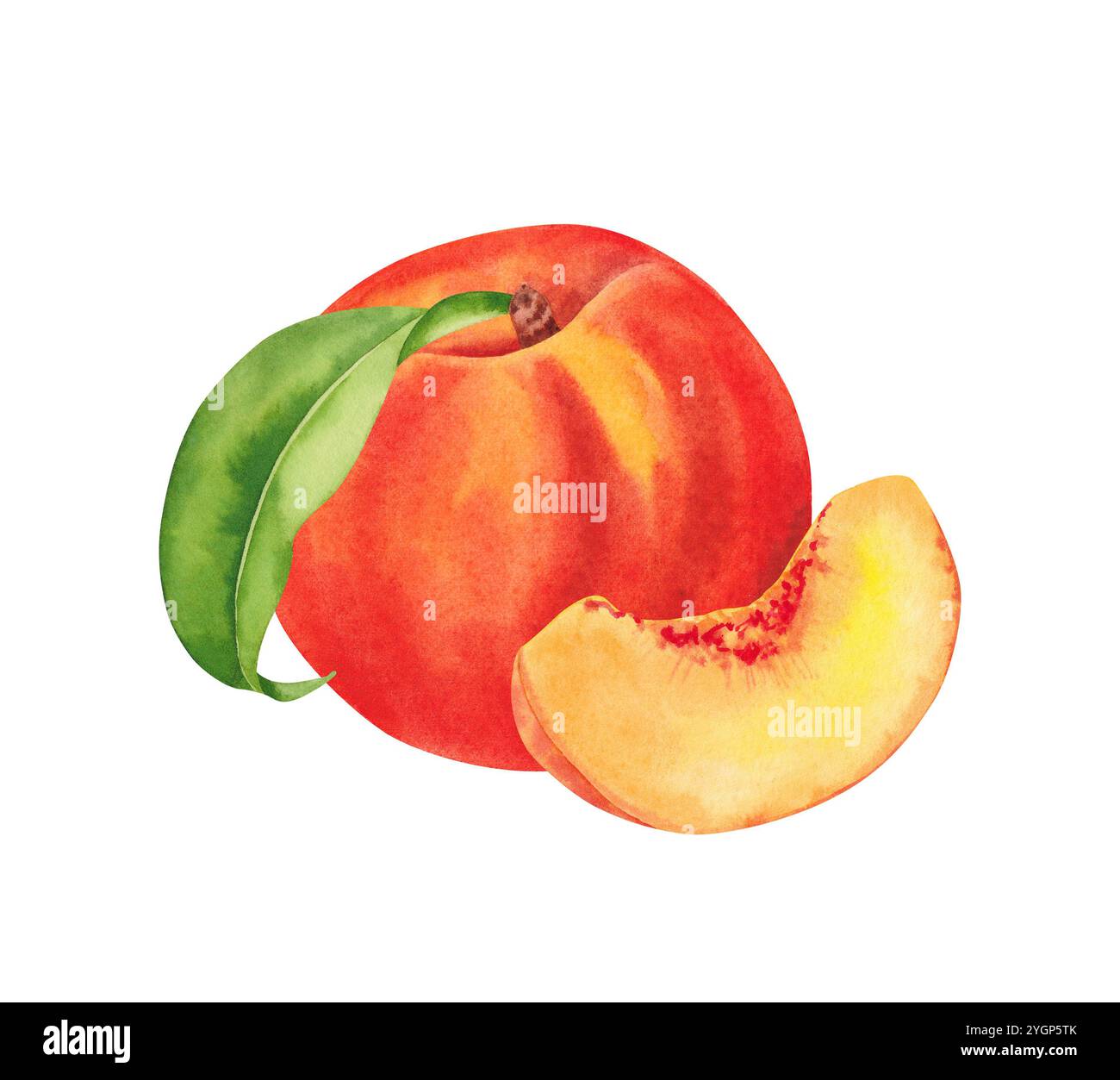 Botanical drawing peach Cut Out Stock Images & Pictures - Alamy