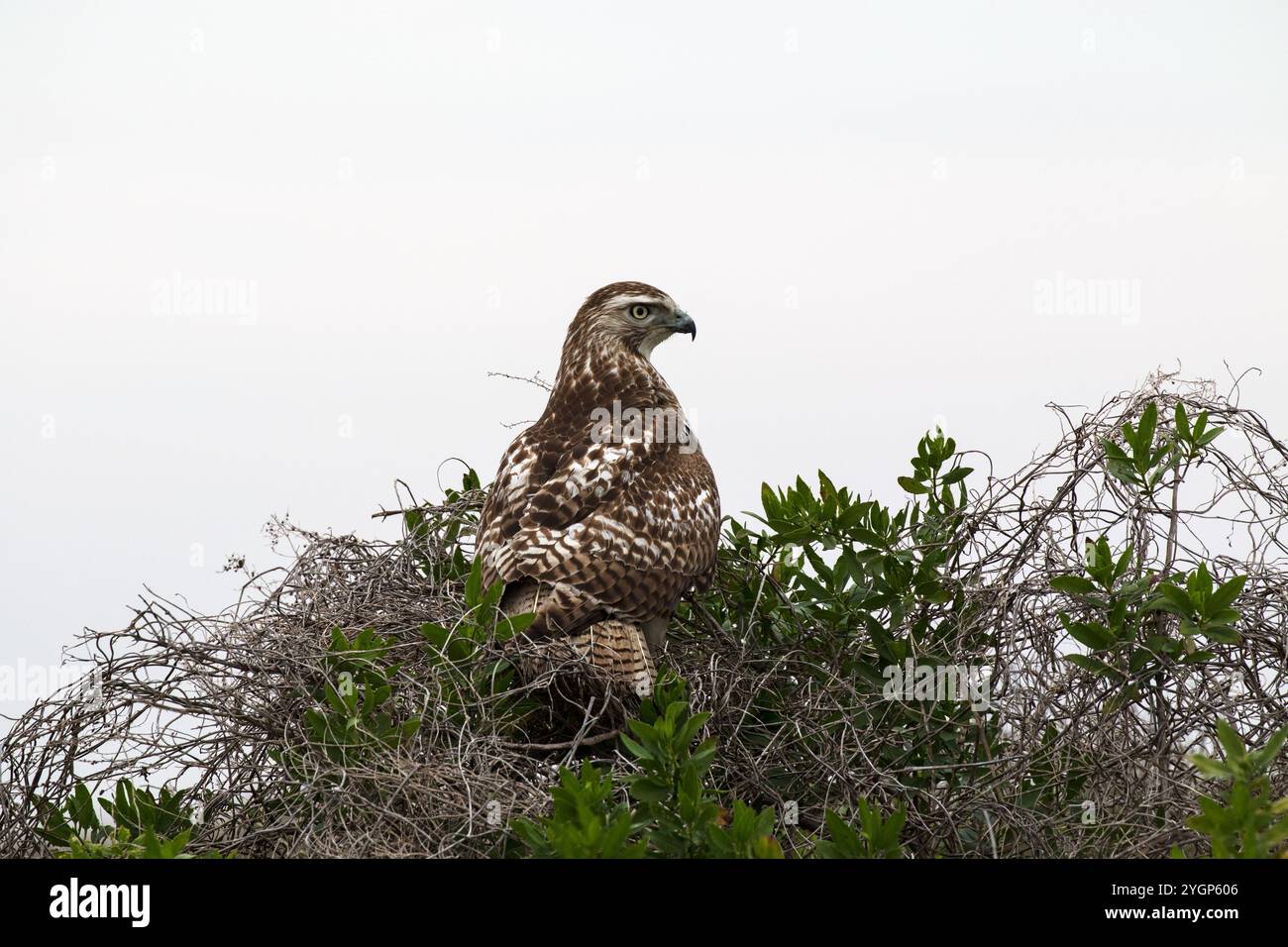 Red-tailed hawk Buteo jamaicensis juvenile in roadside bush, Anahuac ...