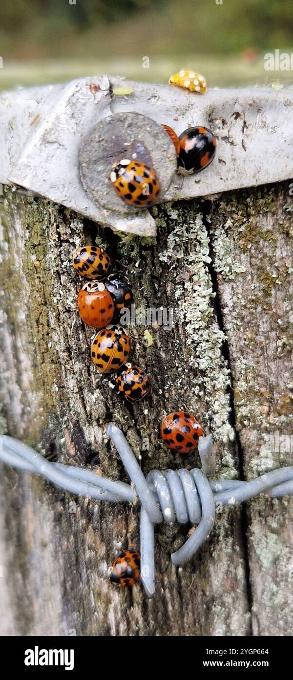 Gathering of Different Coloured Ladybirds on a Fence Post Stock Photo ...