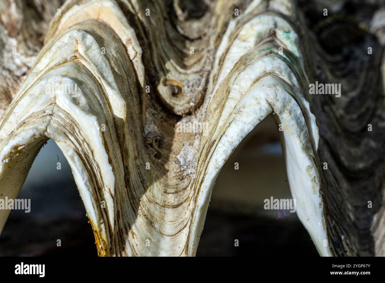 Shell texture and detail Stock Photo - Alamy